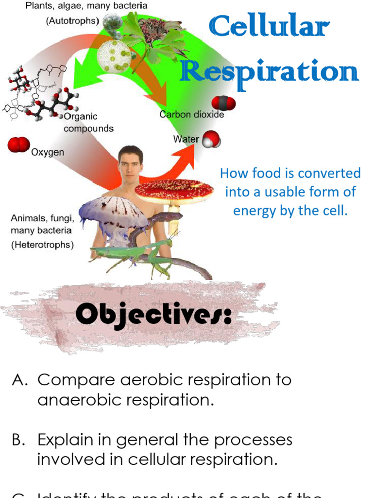 Cell Respi | PDF | Cellular Respiration | Adenosine Triphosphate