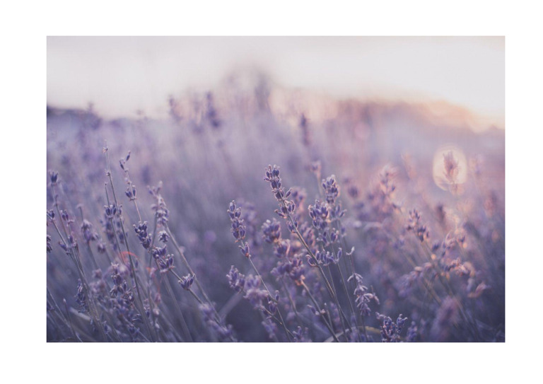 Lavender | PDF