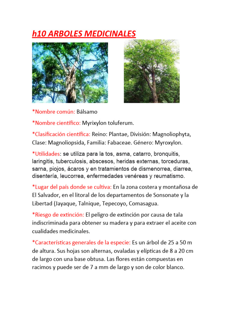 10 Arboles Medicinales | PDF | Jengibre | Eucalipto