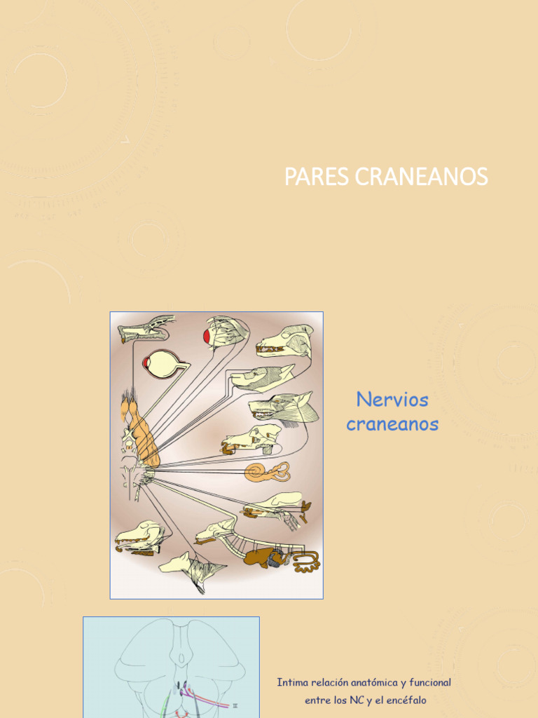 Pares Craneanos | PDF | Anatomía | Anatomía humana
