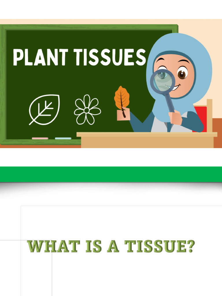 Plant Tissues | PDF | Tissue (Biology) | Plant Stem
