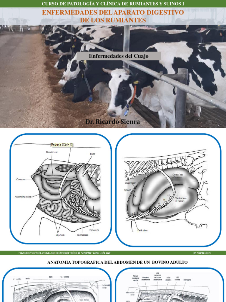 Enfermedades Del Abomaso 2020 | PDF | Patología | Nervio vago