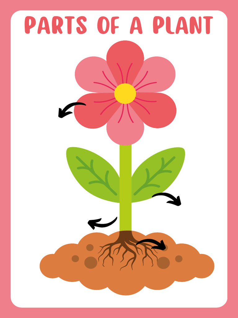 Parts of A Plant Worksheet | PDF