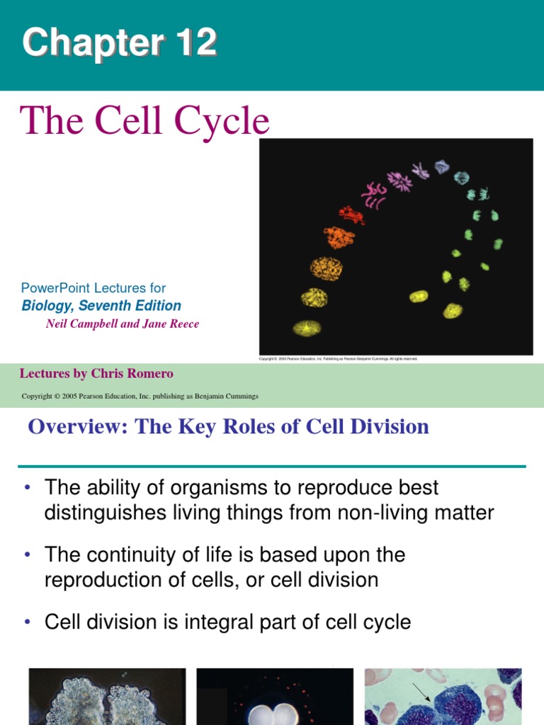 The Cell Cycle: Powerpoint Lectures For | PDF | Mitosis | Chromosome