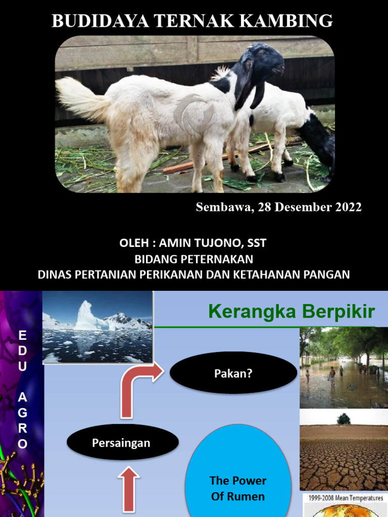 Budidaya Ternak Kambing - Pro | PDF