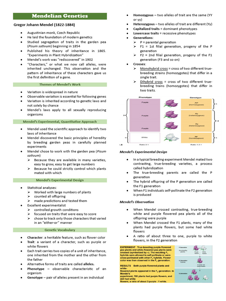Mendelian Genetics | PDF | Dominance (Genetics) | Allele