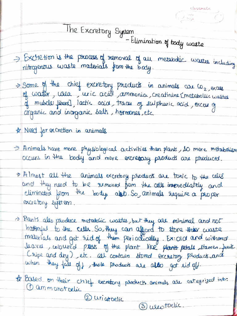 Excretory System Notes | PDF