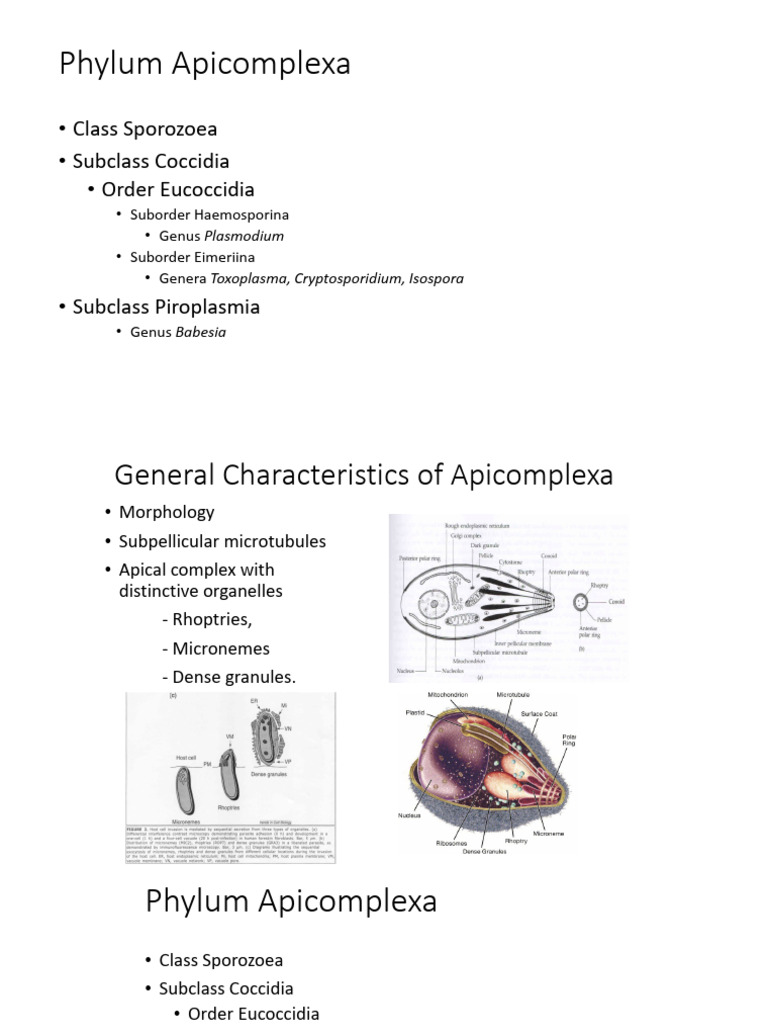 Apicomplexa 2023 | PDF | Plasmodium | Plasmodium Falciparum