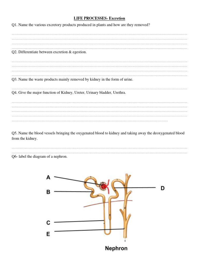 Excretion - Worksheet | PDF
