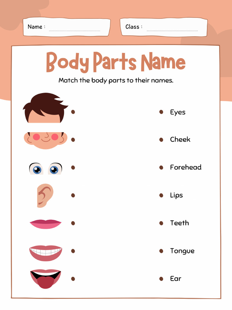Match Body Parts | PDF
