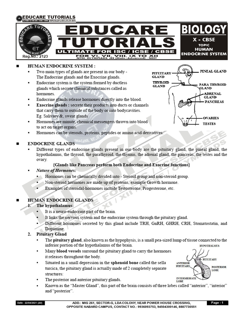X CBSE Bio Human Endocrine System | PDF | Endocrine System | Adrenal Gland