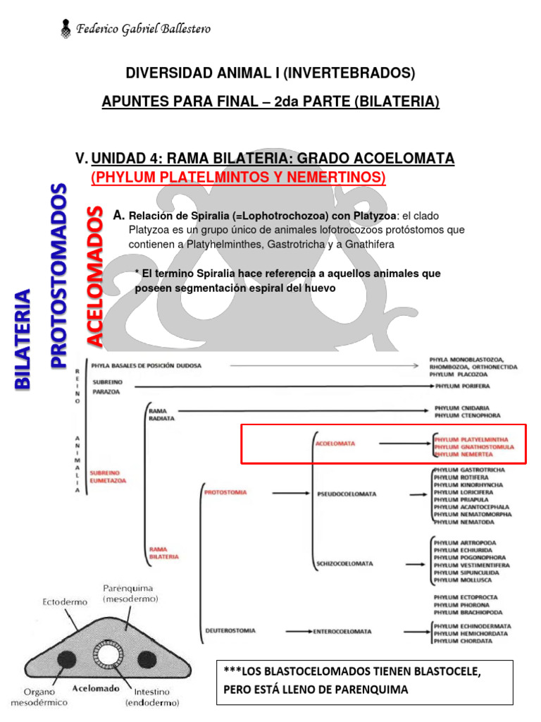 3.2 Final Animal I - Apuntes 2da Parte Bilateria Pseudocelomados | PDF ...
