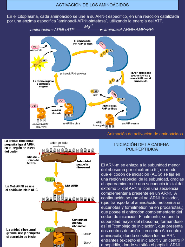 Xenmo 2 | PDF | Traducción (biología) | Operón