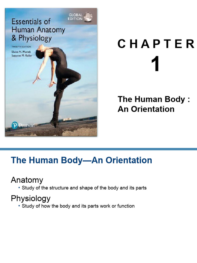 Chapter 1 The Human Body Orientation Edited 55 Slides | PDF ...