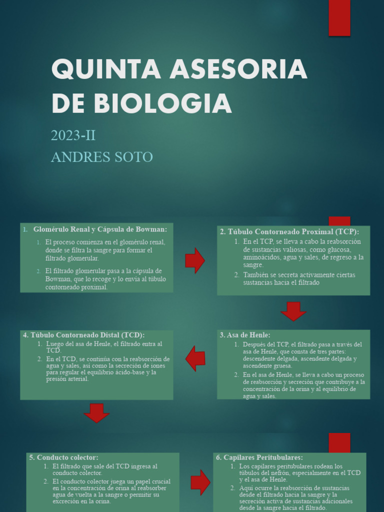Bio As5 | PDF | Riñón | Orina