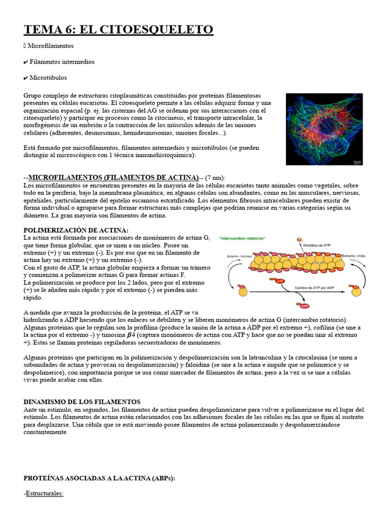 TEMA 6 Biocel | PDF | Actina | Microtúbulos