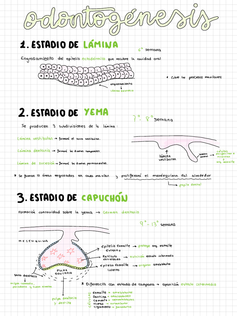 Odontogénesis | PDF