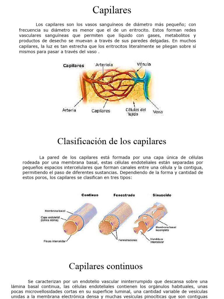 Capilares | Descargar gratis PDF | Capilar | Endotelio