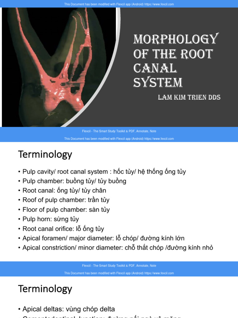 Buổi2 B1 CôTriển MORPHOLOGY OF THE ROOT CANAL SYSTEM | PDF | Dentin ...