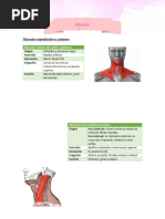 Musculos de La Nuca | PDF | Anatomía humana | Sistema musculoesquelético
