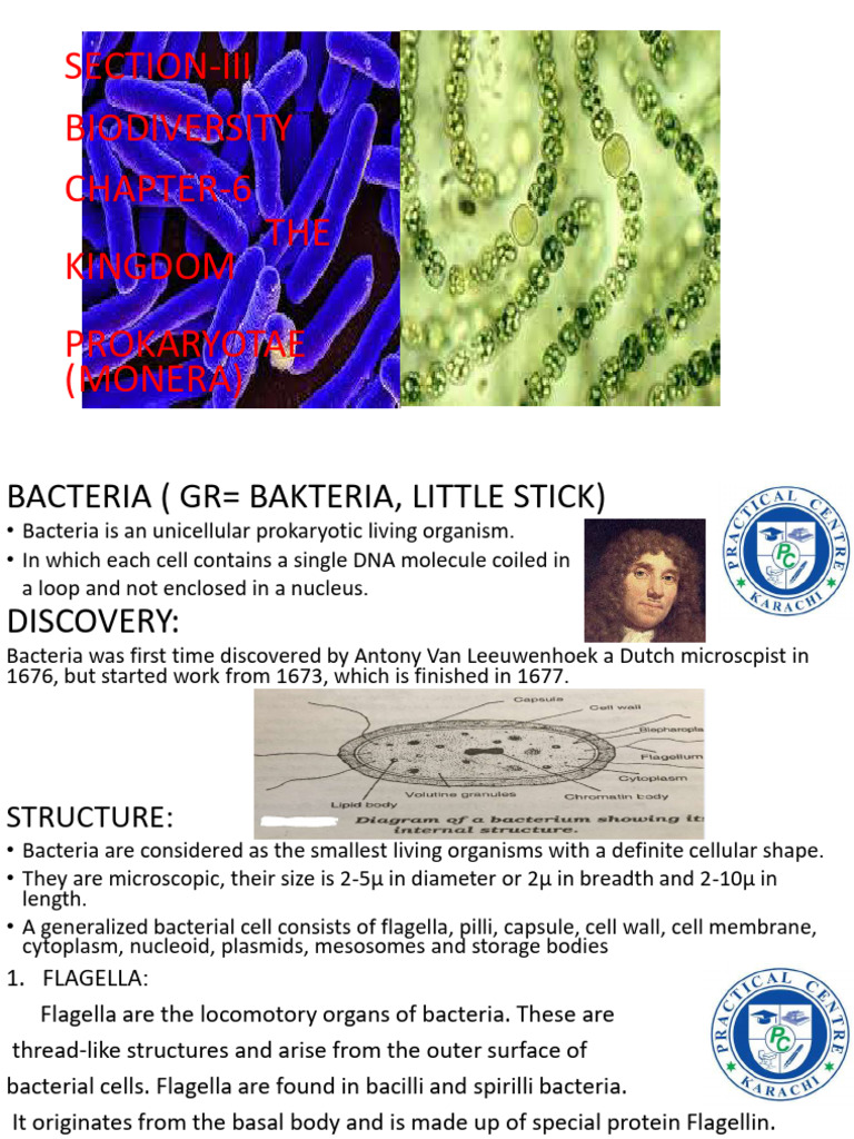 Chapter 6 Merged | PDF | Bacteria | Cell (Biology)