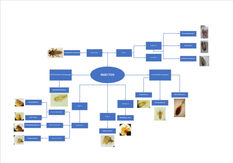 Clasificación de Insectos Parásitos | PDF