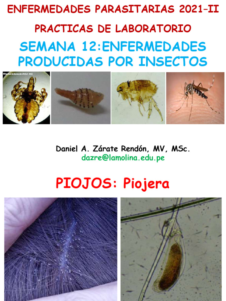 Presentacion Practica Insectos 2021-II | PDF