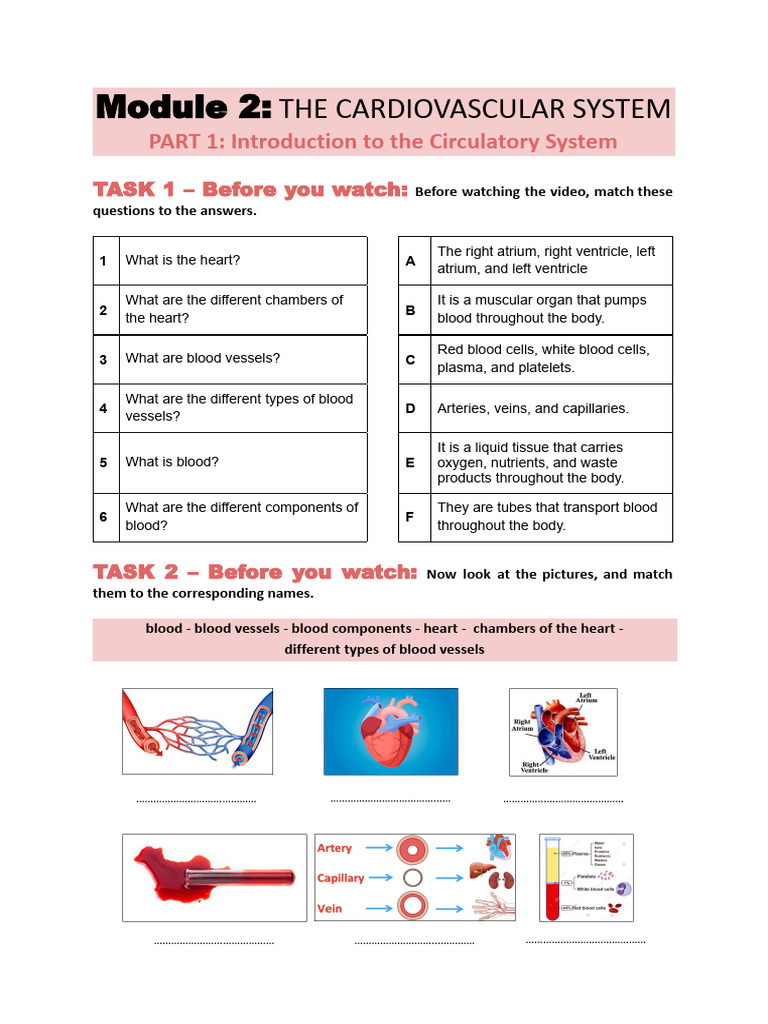 2023 - Handout - Cardiovascular System - STUDENT'S | PDF | Ventricle ...