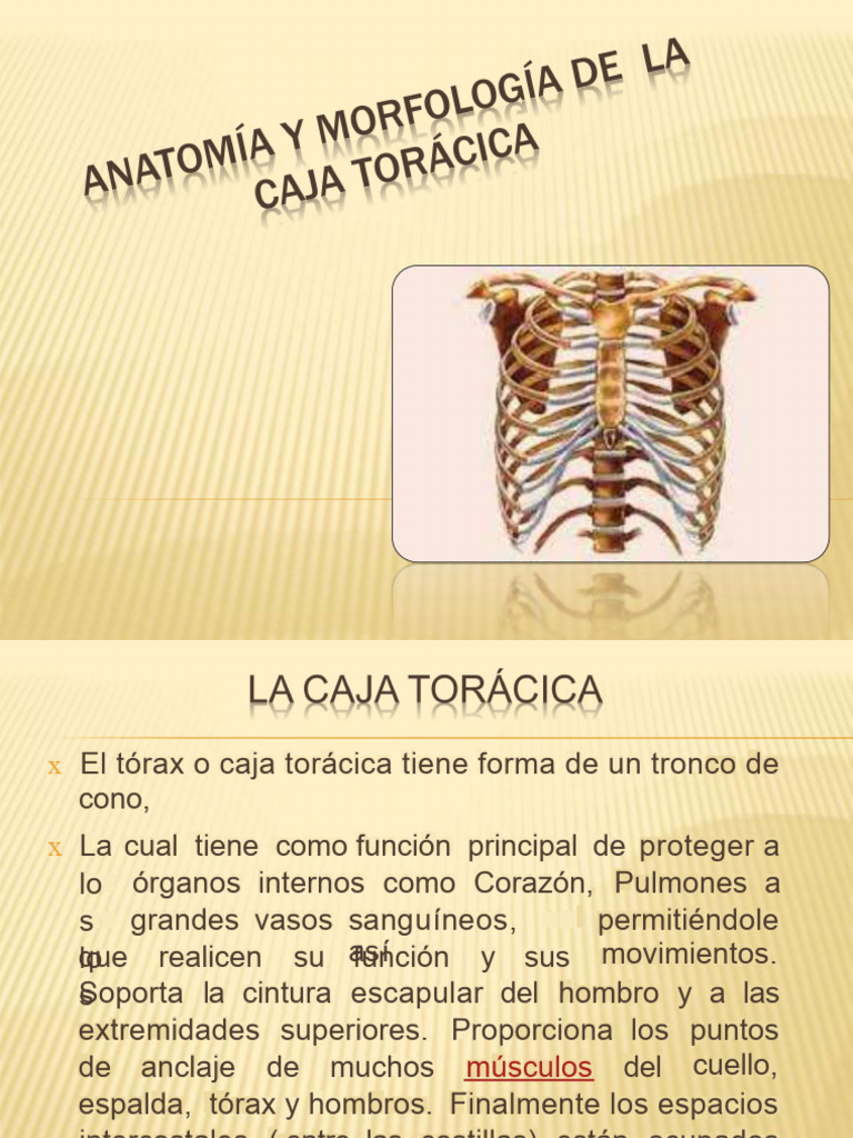 Anatomaymorfologadelacajatorcica 150127223832 Conversion Gate02 | PDF ...