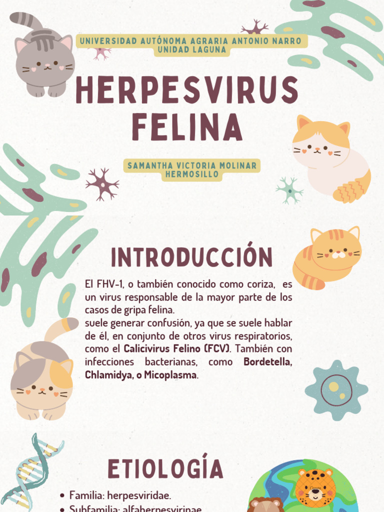 Herpesvirus Felino | PDF