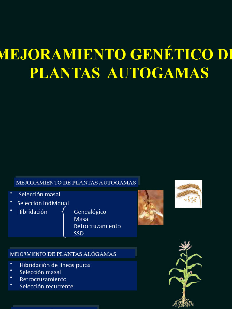 Mejoramiento Genético en Plantas Autógamas | PDF | Cigosidad | Cultivar