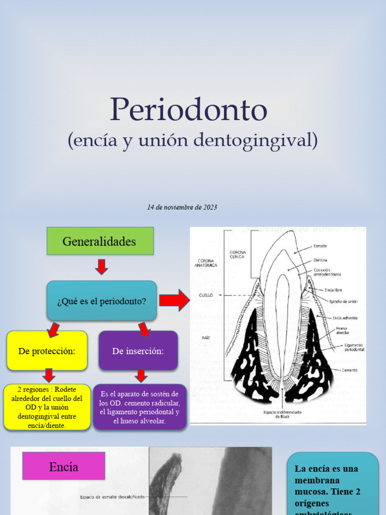 Embriología Periodonto, Encía, Unión Dentogingival . | PDF | Epitelio ...