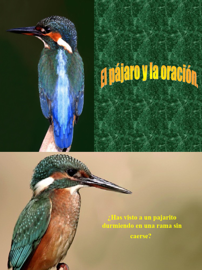 El Pajaro y La Oracion | PDF