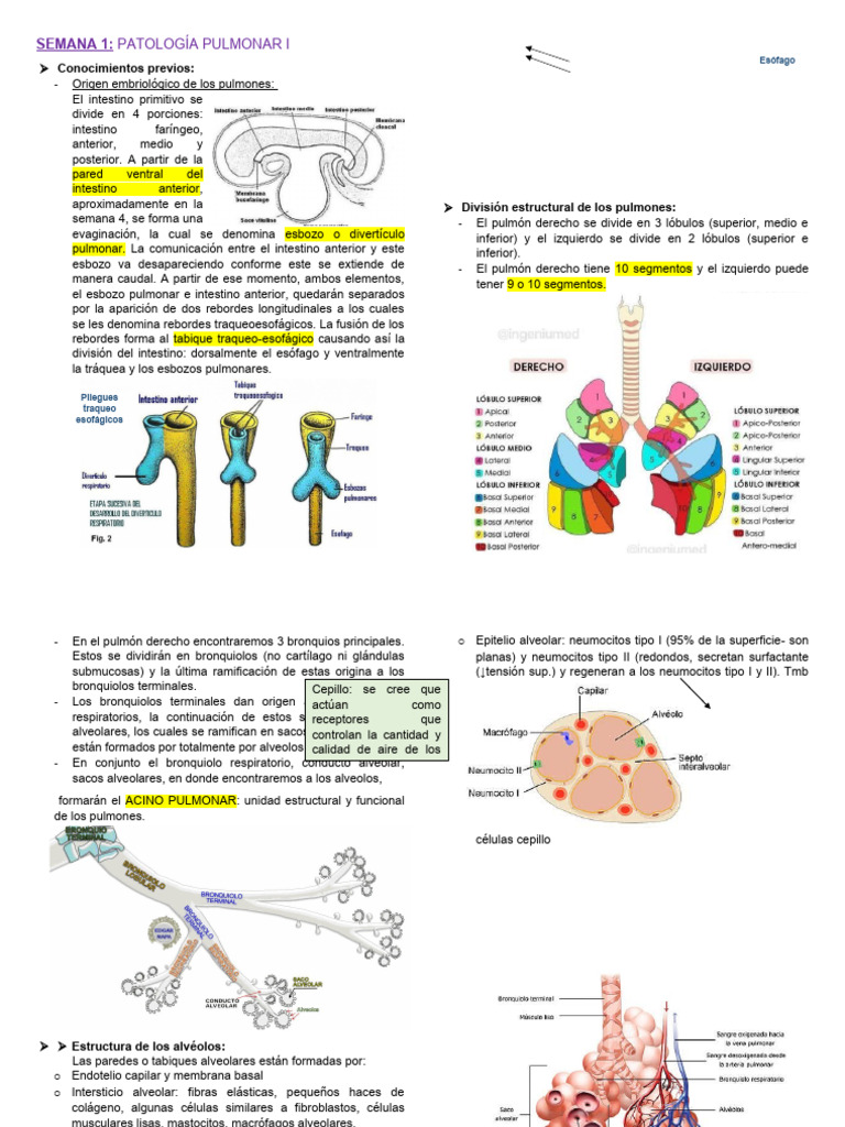 Estructura y Función Pulmonar | PDF