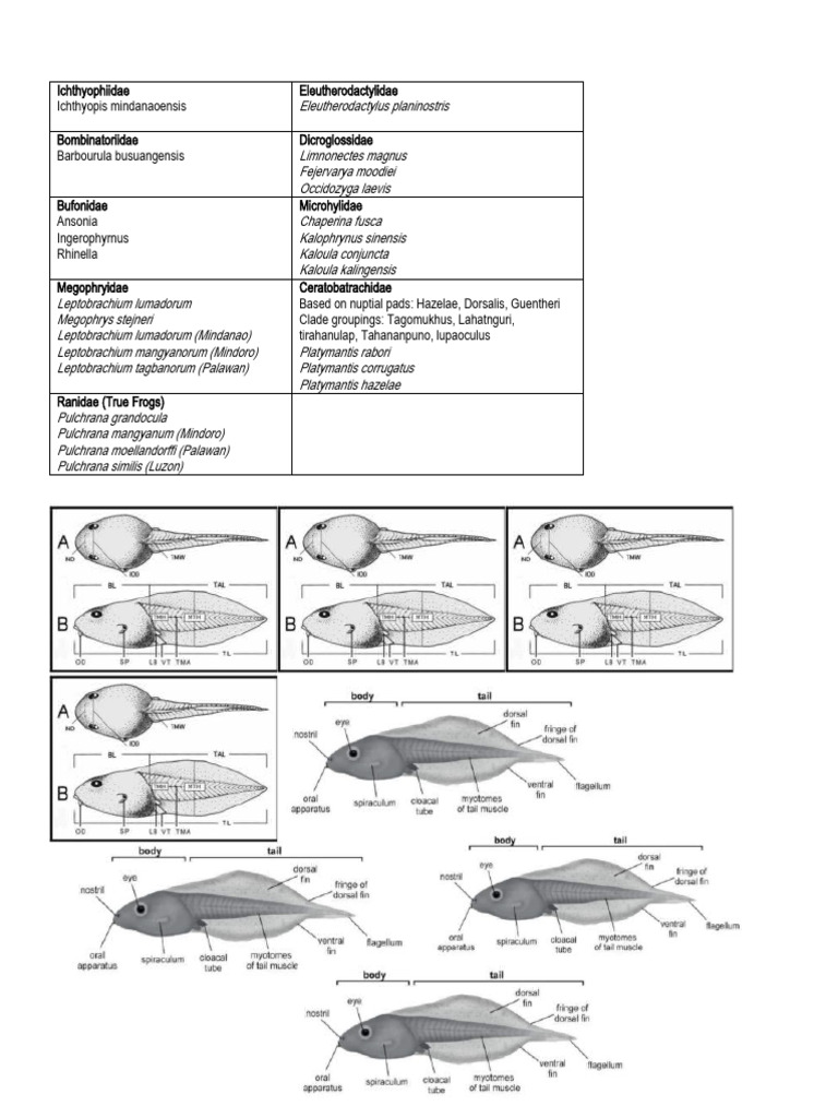 Anatomy and Characteristics of Tadpoles | PDF | Anatomical Terms Of ...