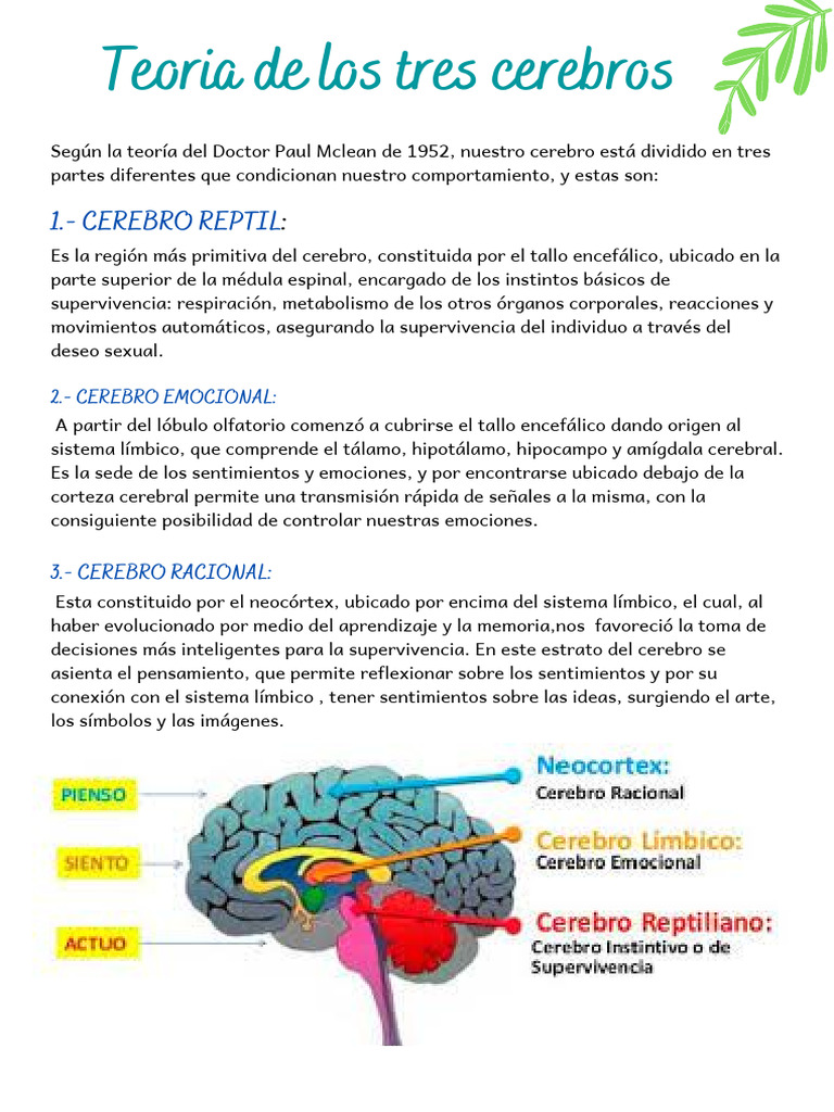 Teoria de Los 3 Cerebros | PDF