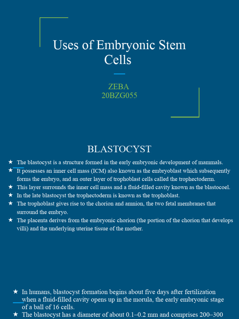 Uses of Embryonic Stem Cells | PDF | Embryonic Stem Cell | Embryo