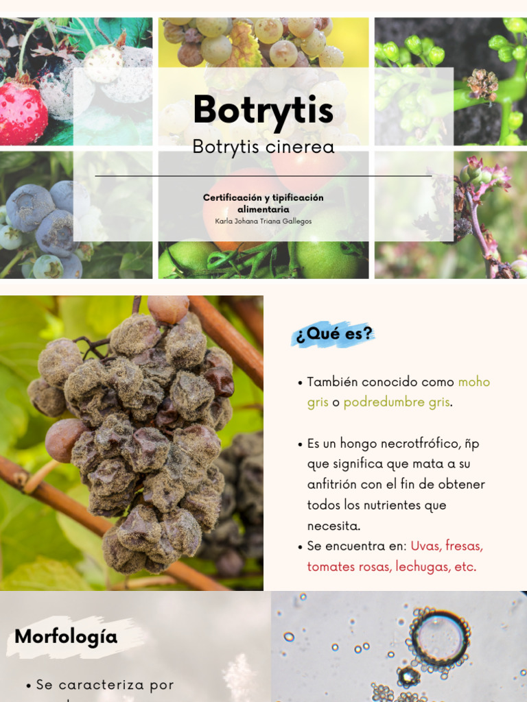 Botrytis | PDF