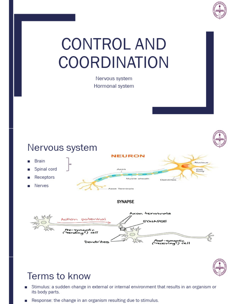 CH 7 Control and Coordination | PDF | Central Nervous System | Nervous System