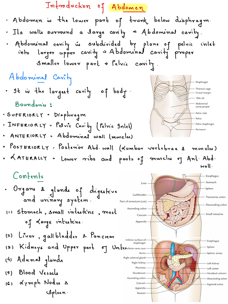 Introduction of Abdomen | PDF | Abdomen | Pelvis