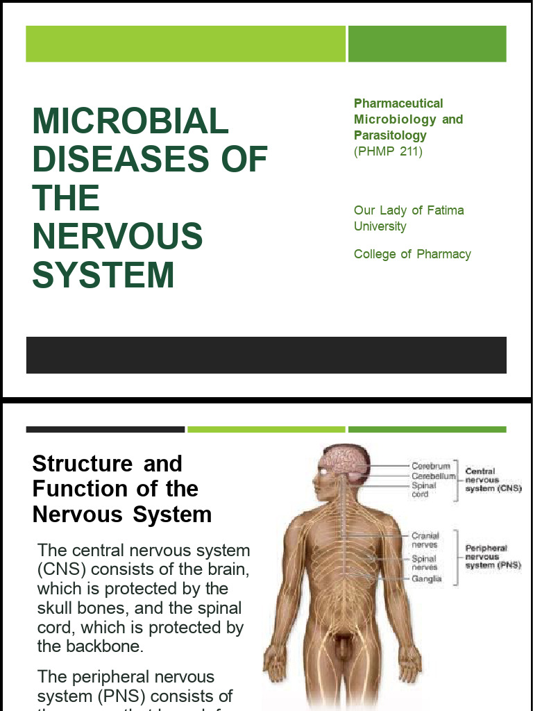 5 Nervous Urinary Reproductive | PDF | Urinary Tract Infection | Rabies