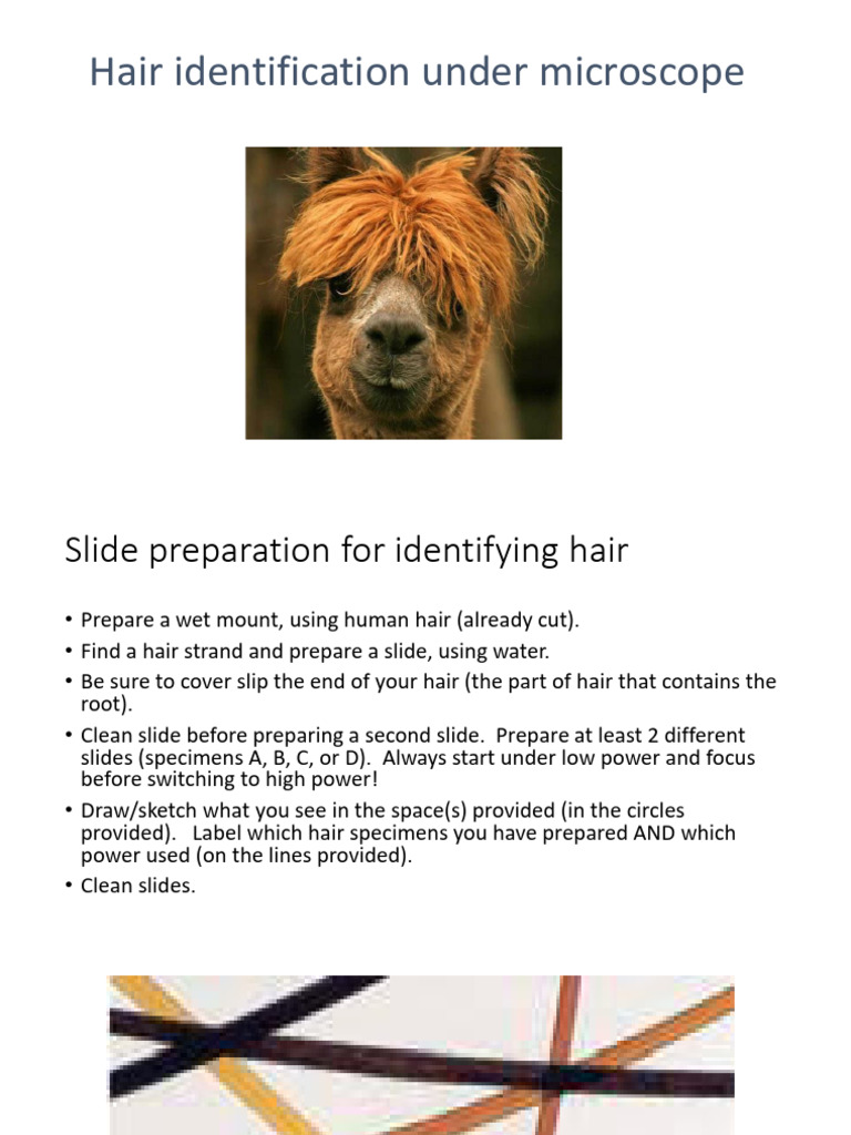 Hair Identification | PDF