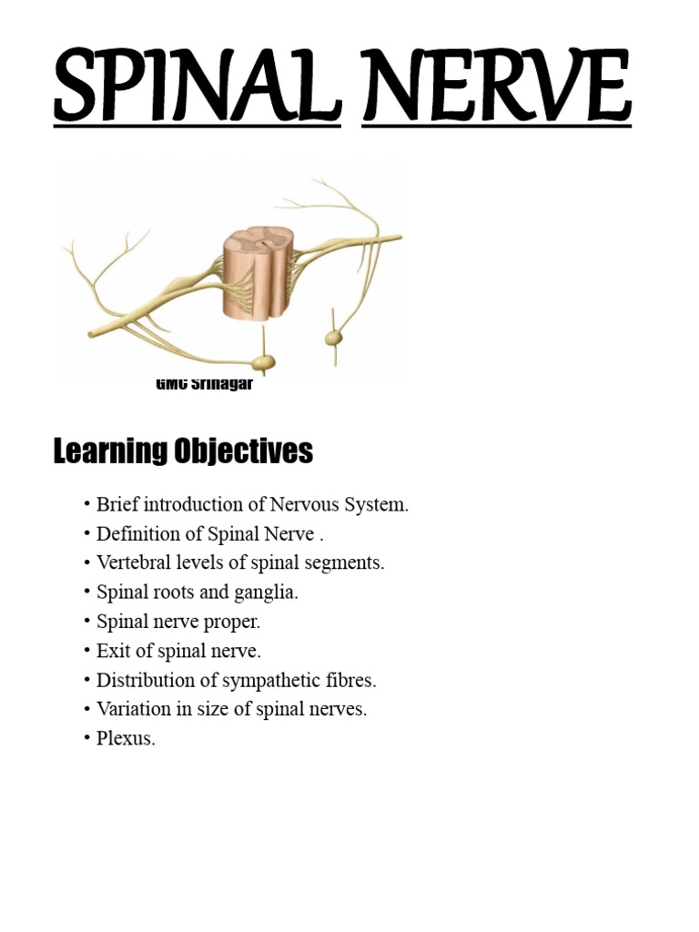 SPINAL NERVE Presentation Completed-2 | PDF | Vertebral Column | Spinal ...