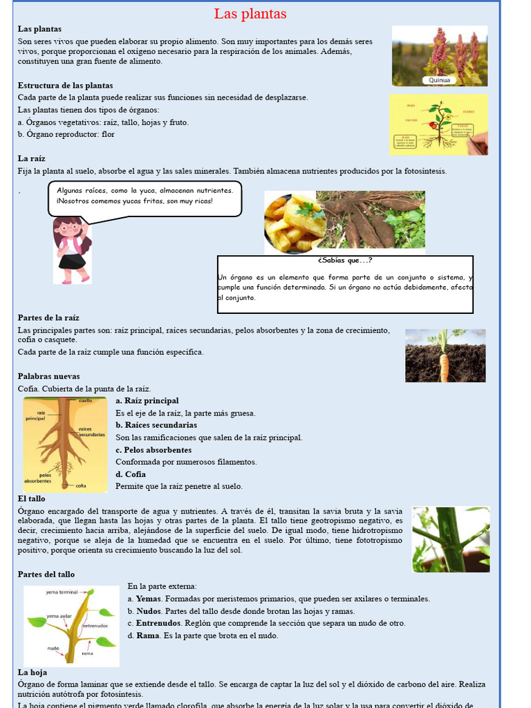 Estructura y Función de las Plantas | PDF