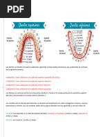 Odontogramas y Nomenclatura 2025 | PDF | Odontología | Diente