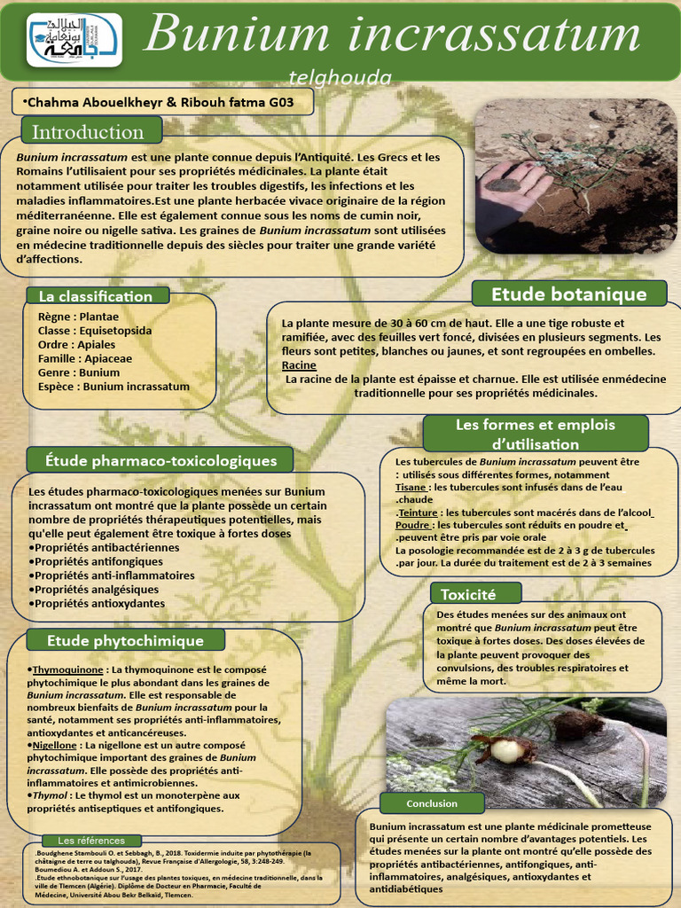 Bunium Incrassatum (Telghoda) | PDF