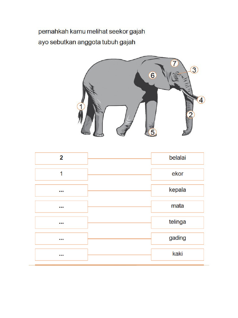 Anggota tubuh gajah. 29 Desember | PDF