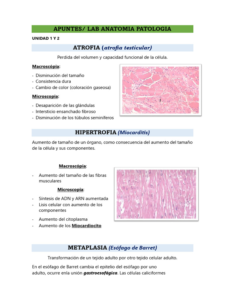 Apuntes 1er Parcial Del Lab Anatomia Patologica | PDF