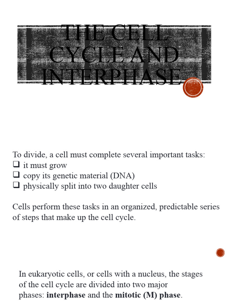 Cell Cycle | PDF | Meiosis | Mitosis