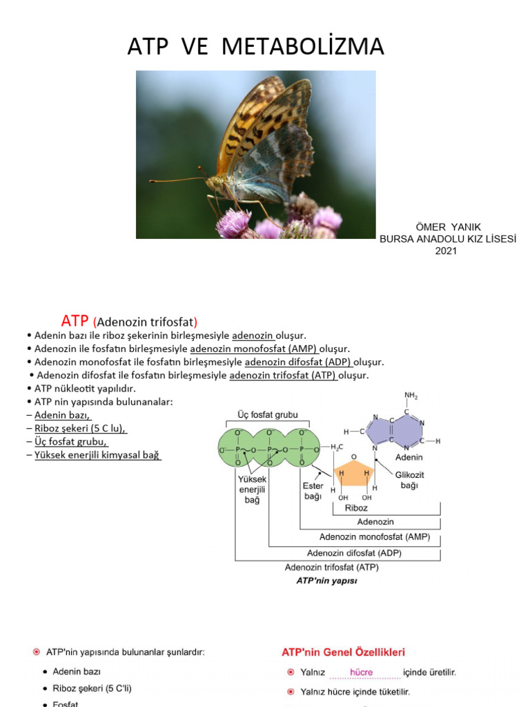 Atp Ve Metabolizma | PDF